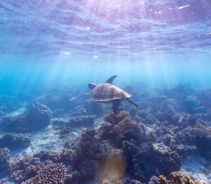 Turquoise Bay, Voted One Of The World's Best Beaches