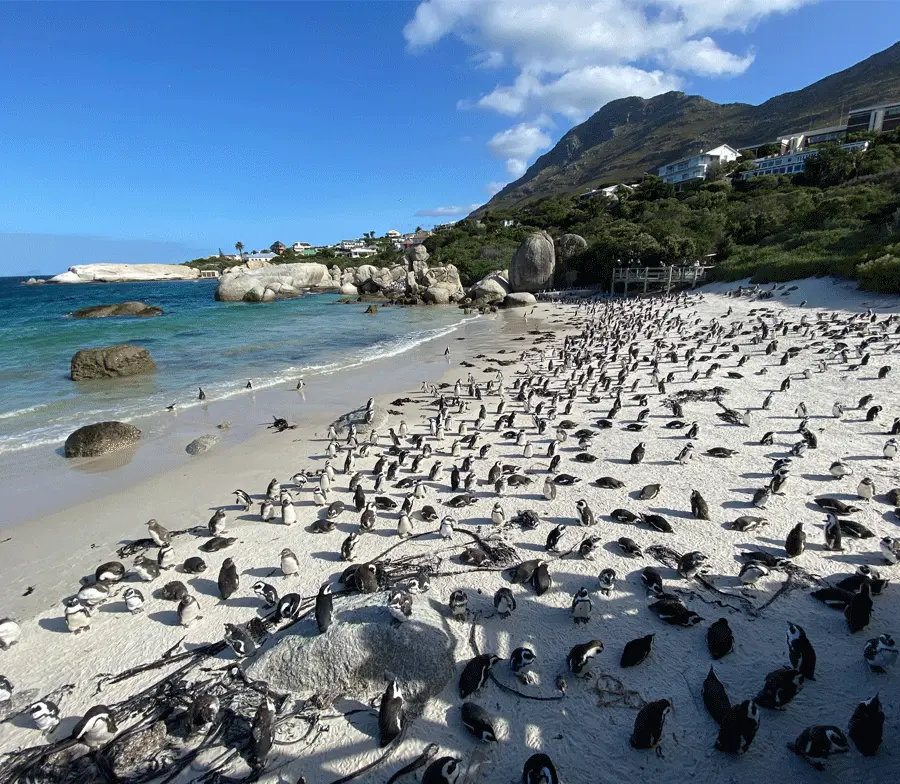 Boulders Beach, Voted One Of The World's Best Beaches