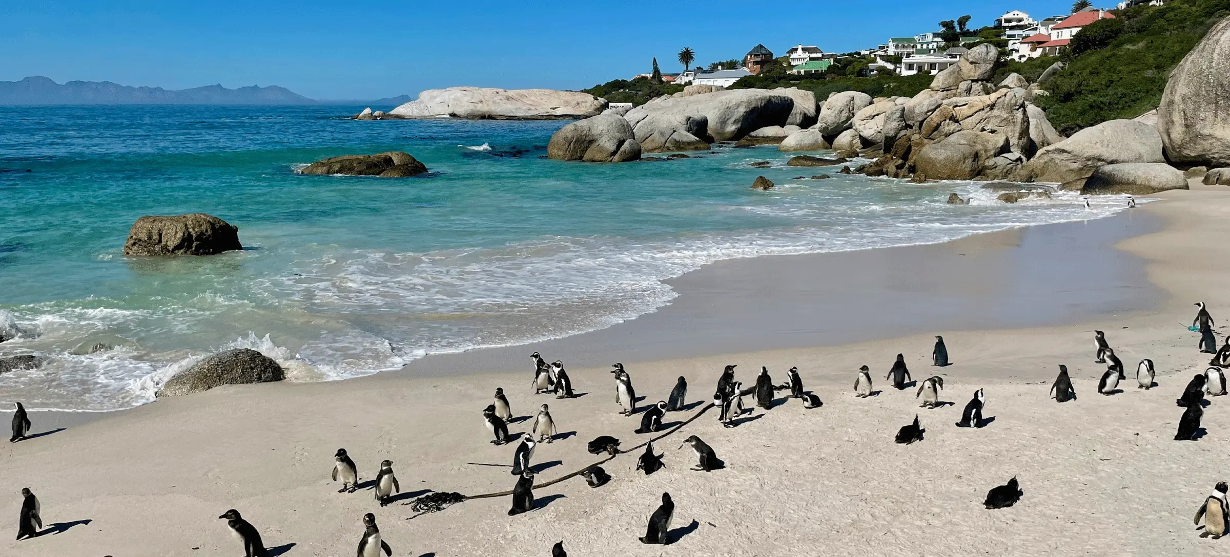 Boulders Beach, Voted One Of The World's Best Beaches